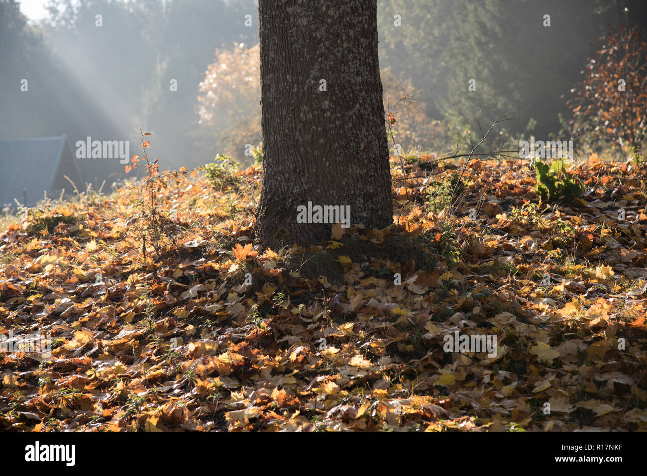 Autumn, tree, tree trunk, falling leaves, leaves, nature, light, open ...