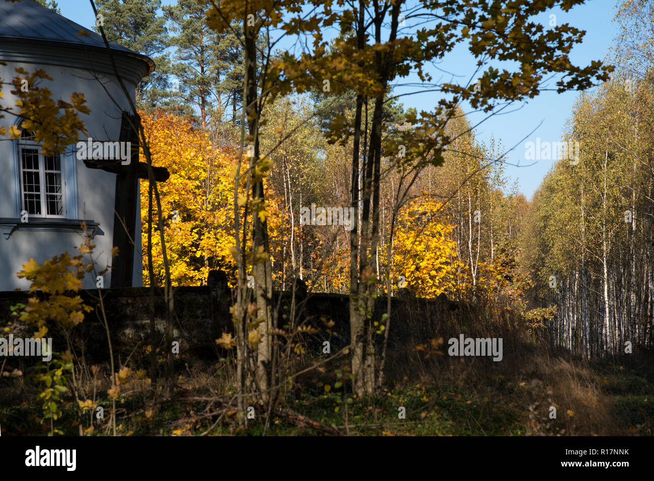 Forest path among trees hi-res stock photography and images - Alamy