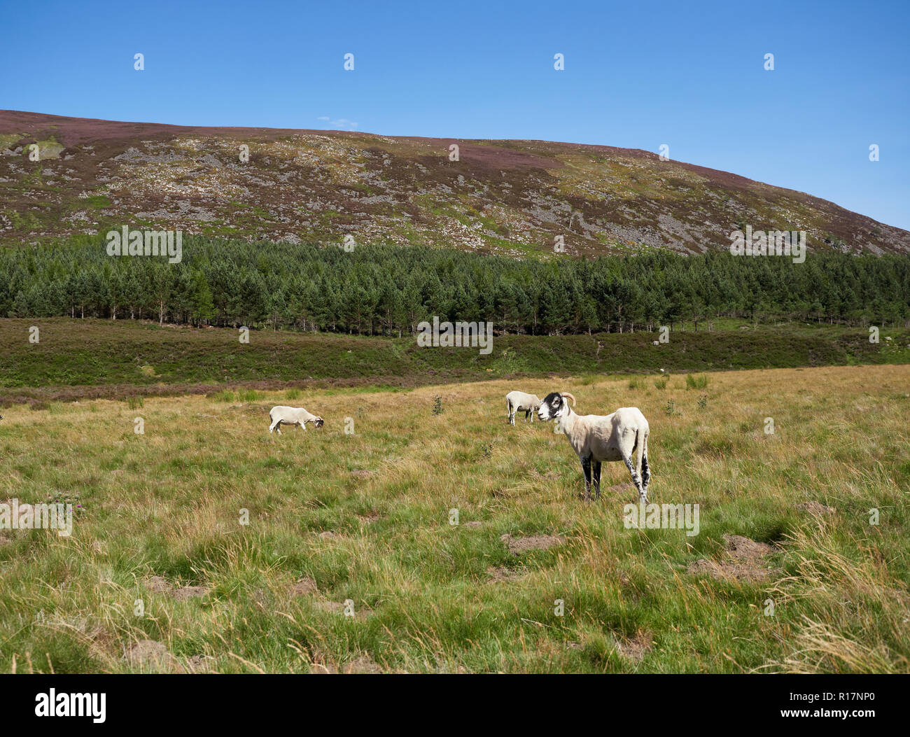 Scottish Hill Sheep graze on the Valley floor of Glen Mark in the Angus ...