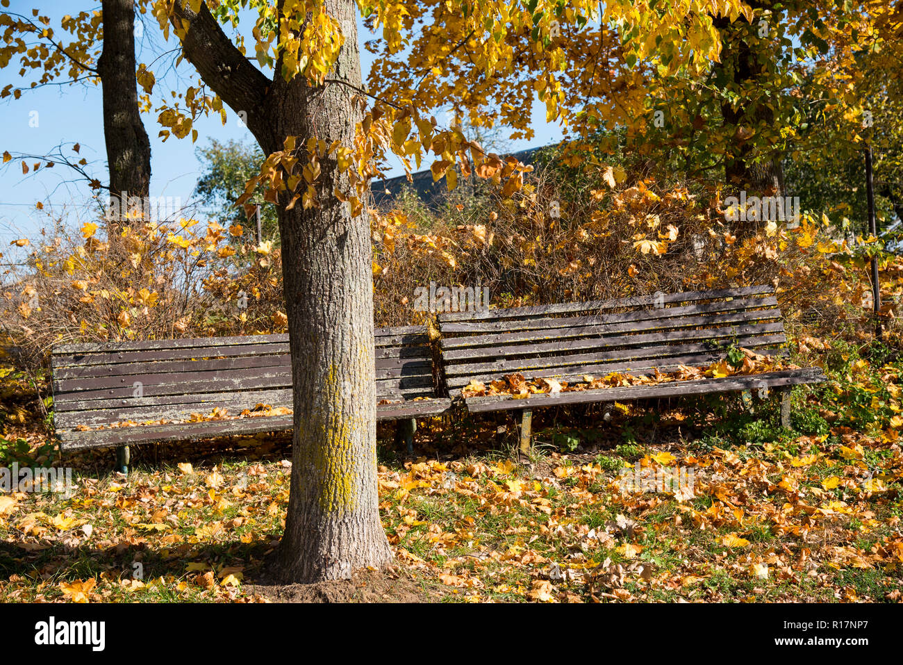 Autumn landscape, park, benches covered with leaves, tree, falling ...