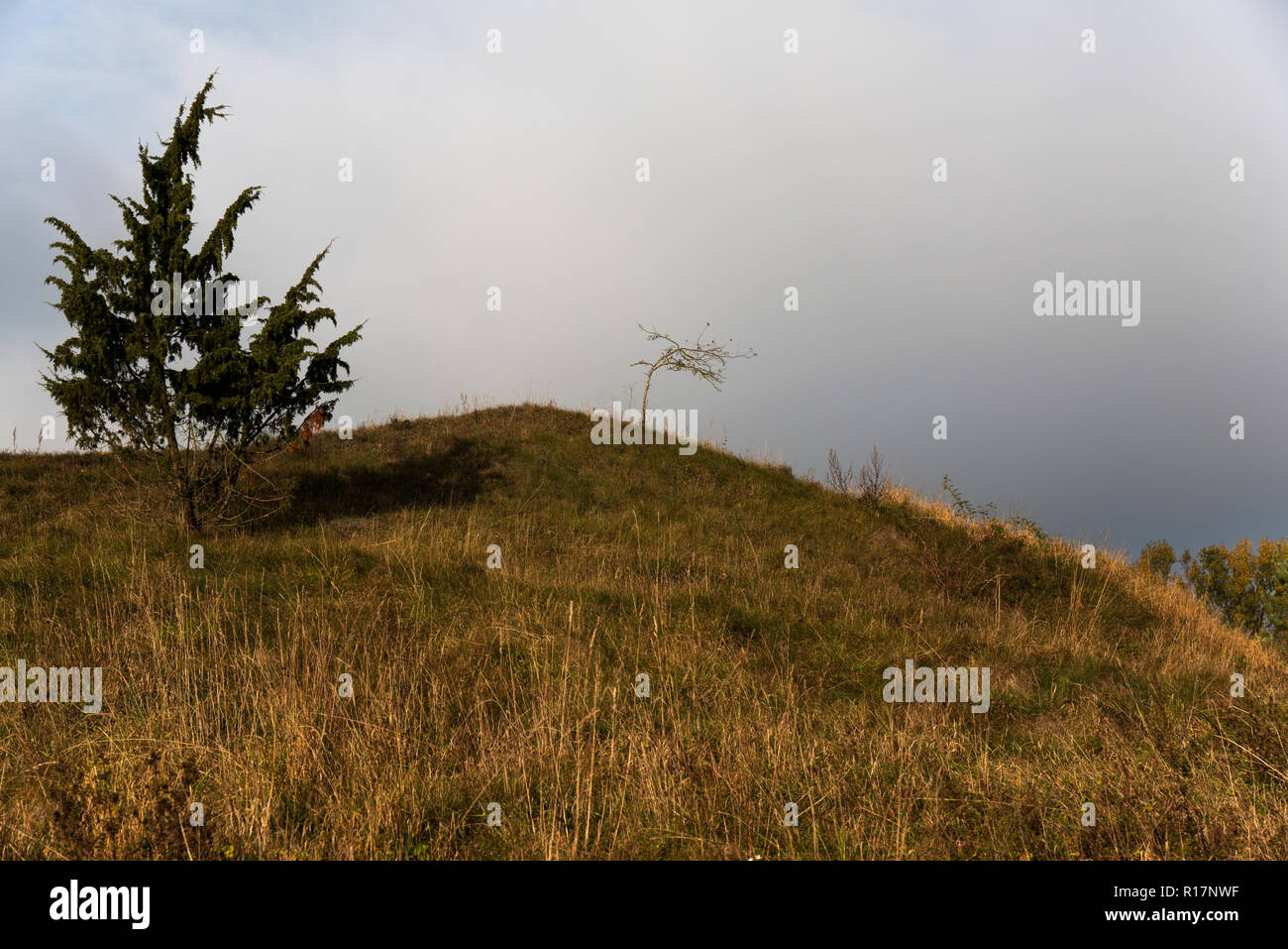 Landscape, view, fields, freedom, freedom, mountain, trees, grass ...