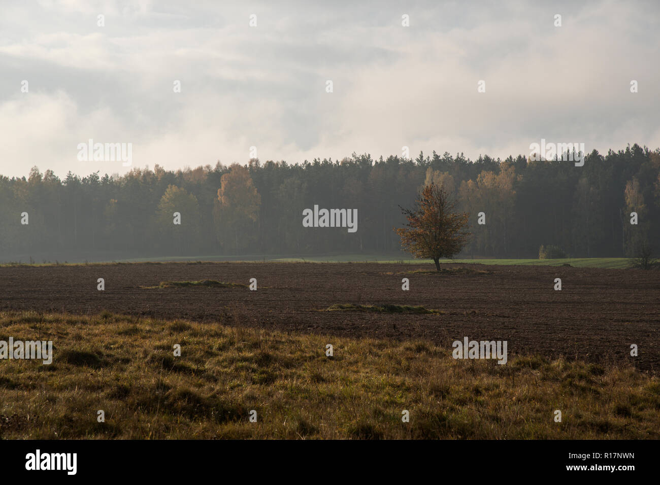 Landscape, view, fields, freedom, freedom, mountain, trees, grass ...