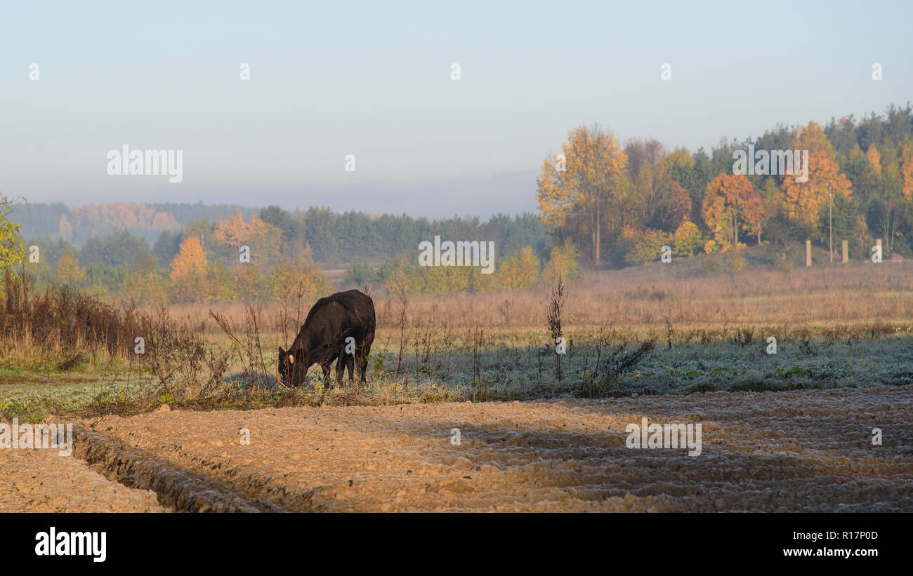 Rural landscape with a cow hi-res stock photography and images - Alamy