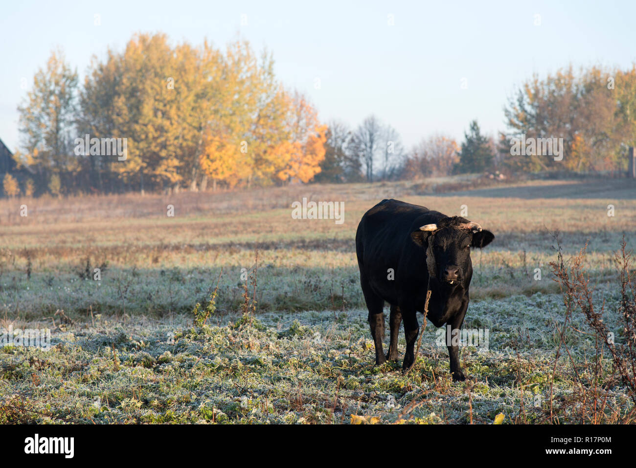 rural landscape with a cow Stock Photo - Alamy