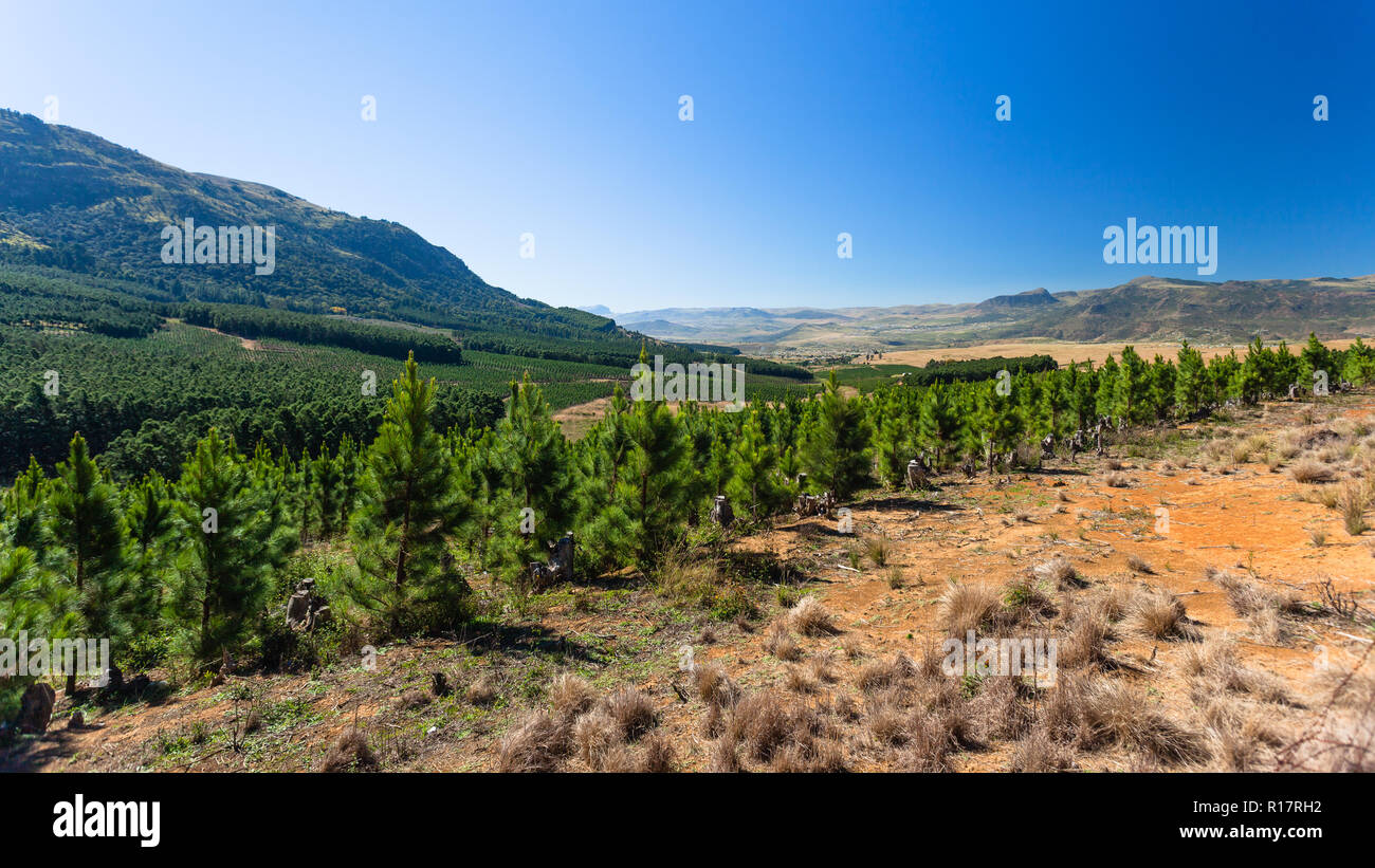 Scenic rural forests trees across hills and valley in Transkei Eastern ...