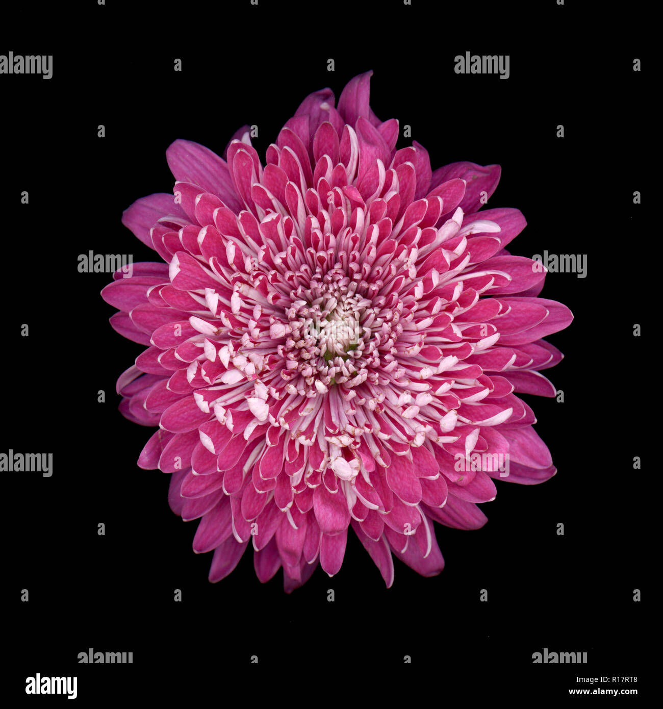 Violet mums hi-res stock photography and images - Alamy