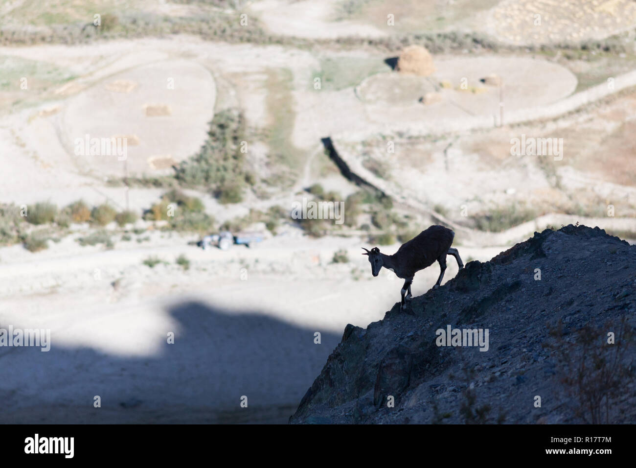 The bharal (also known as blue sheep) and fields of Stongdey village ...