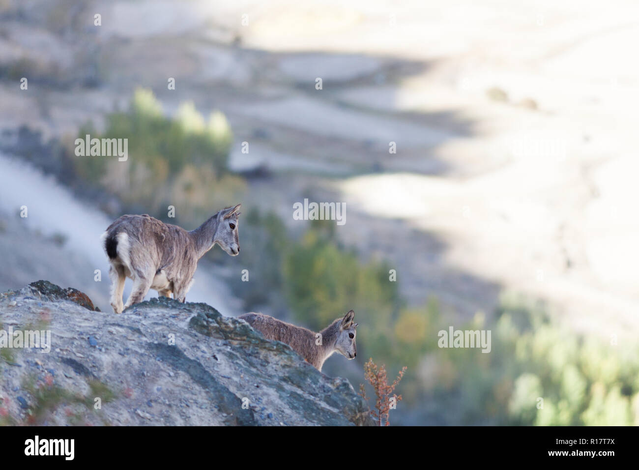 The bharal (also known as blue sheep) near Stongdey Monastery (also ...