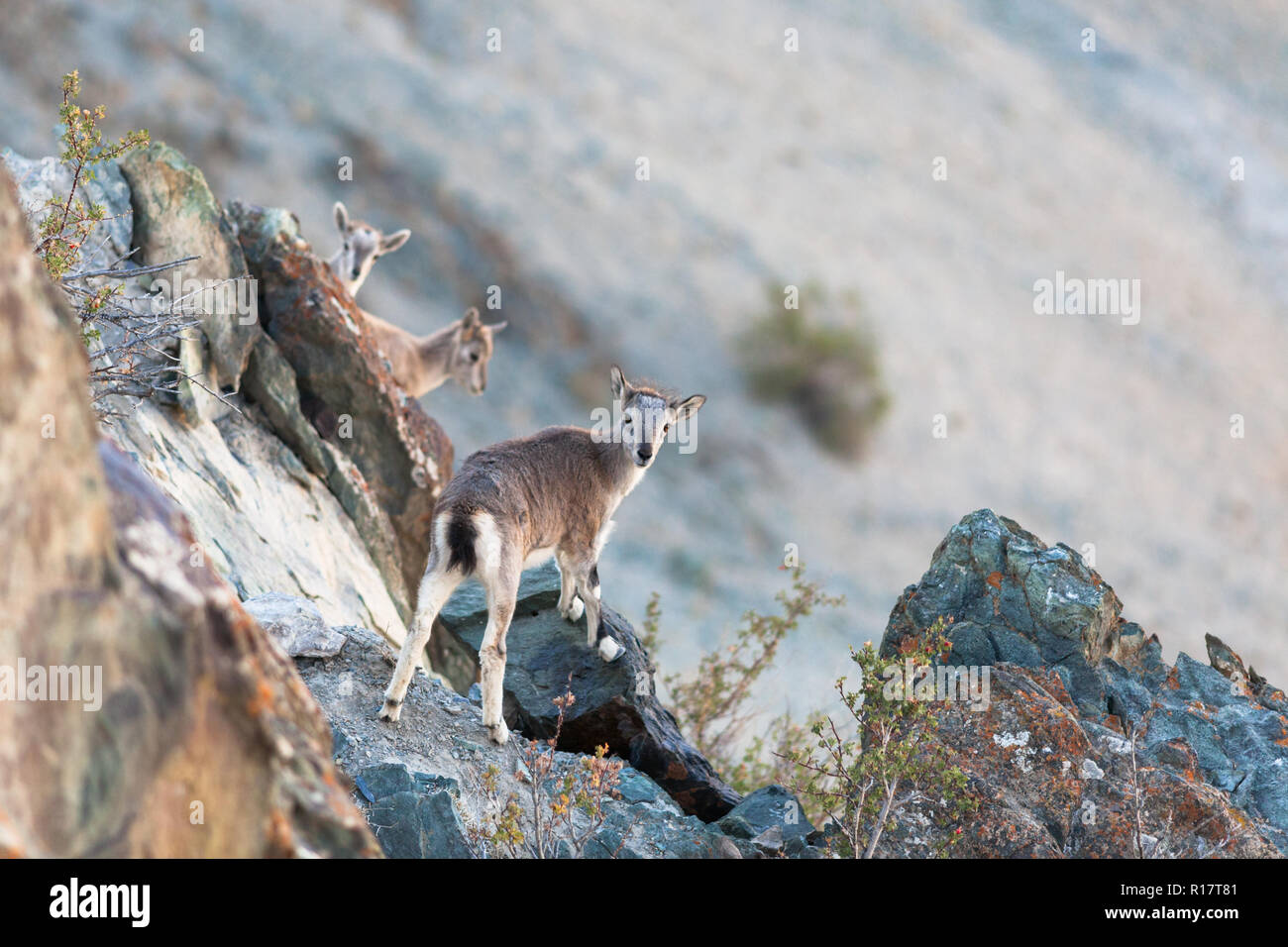 Indian himalayan wild blue sheep hi-res stock photography and images ...