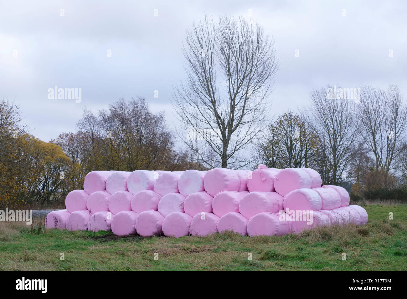 Pink plastic bags of hay crop bales rolled and wrapped by farmer on ...