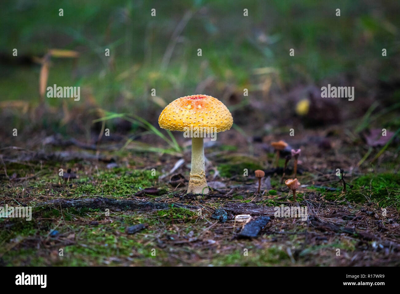 Forest Poisoning mushroom close up on ground isolated Stock Photo - Alamy