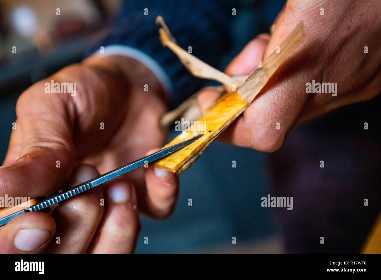 Kambo amazon frog poison medicine for body detox Stock Photo - Alamy