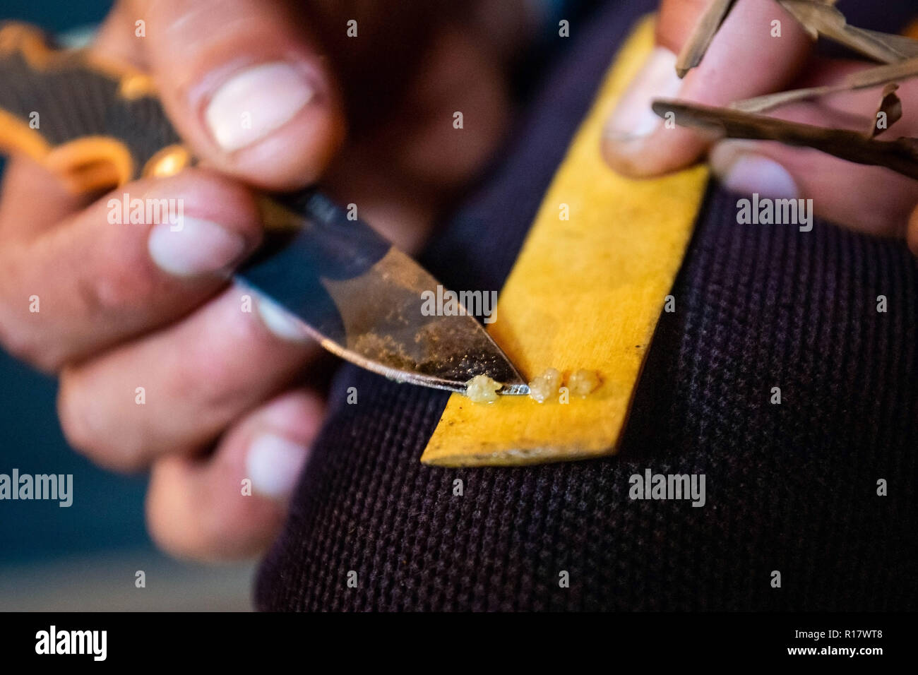 Kambo amazon frog poison medicine for body detox Stock Photo - Alamy