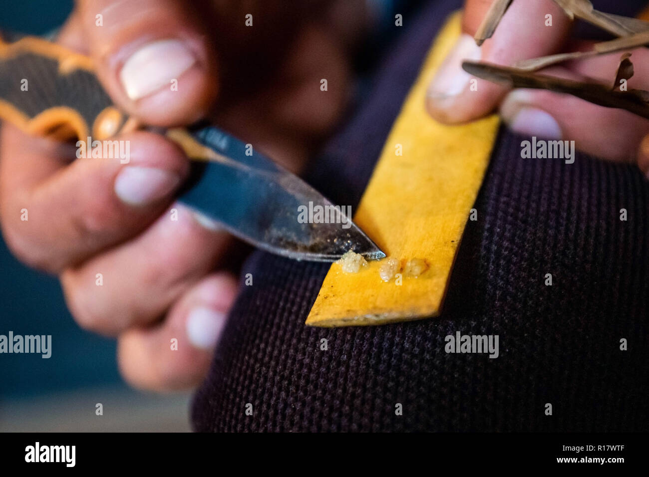 Kambo amazon frog poison medicine for body detox Stock Photo - Alamy