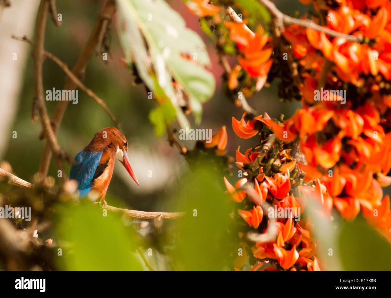 White-throated kingfisher locally called Sadagola Machranga. Dhaka ...