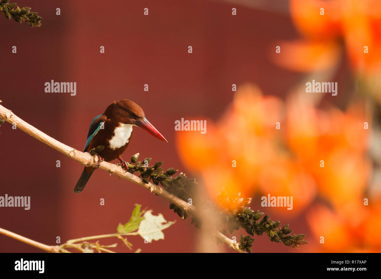 White-throated kingfisher locally called Sadagola Machranga. Dhaka ...