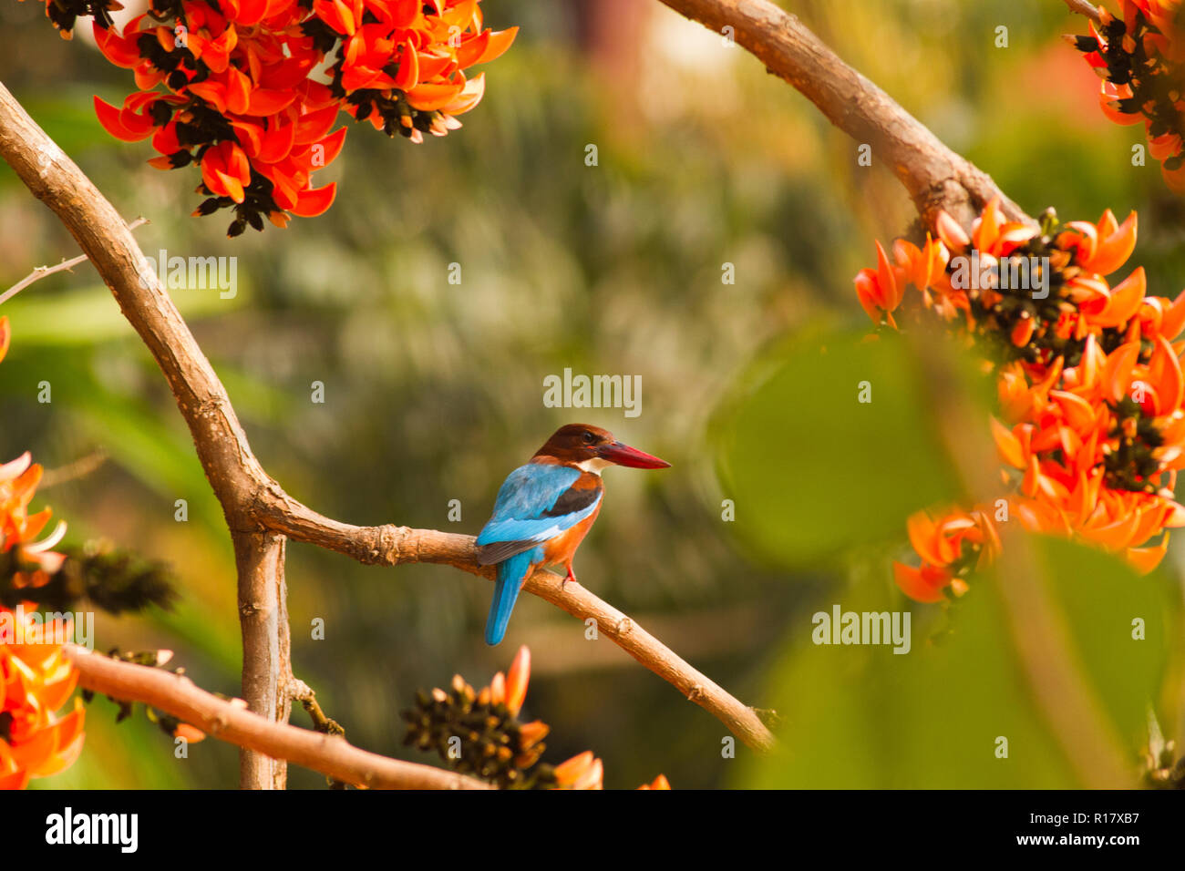 White-throated kingfisher locally called Sadagola Machranga. Dhaka ...
