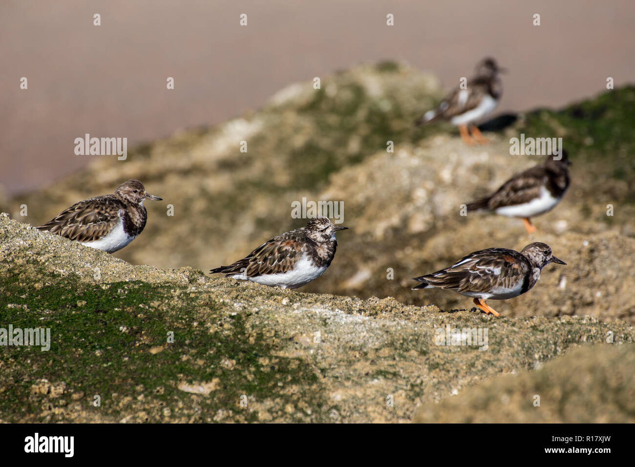 Flock of small birds uk hi-res stock photography and images - Alamy