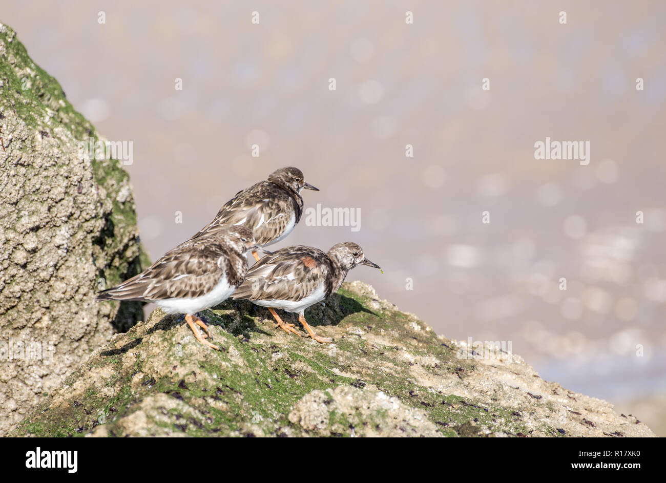 A small flock of Turnstone (Arenaria interpres) birds foraging on ...