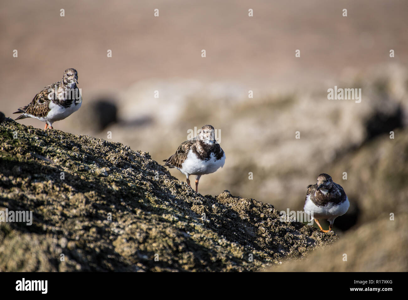 A small flock of Turnstone (Arenaria interpres) birds foraging on ...