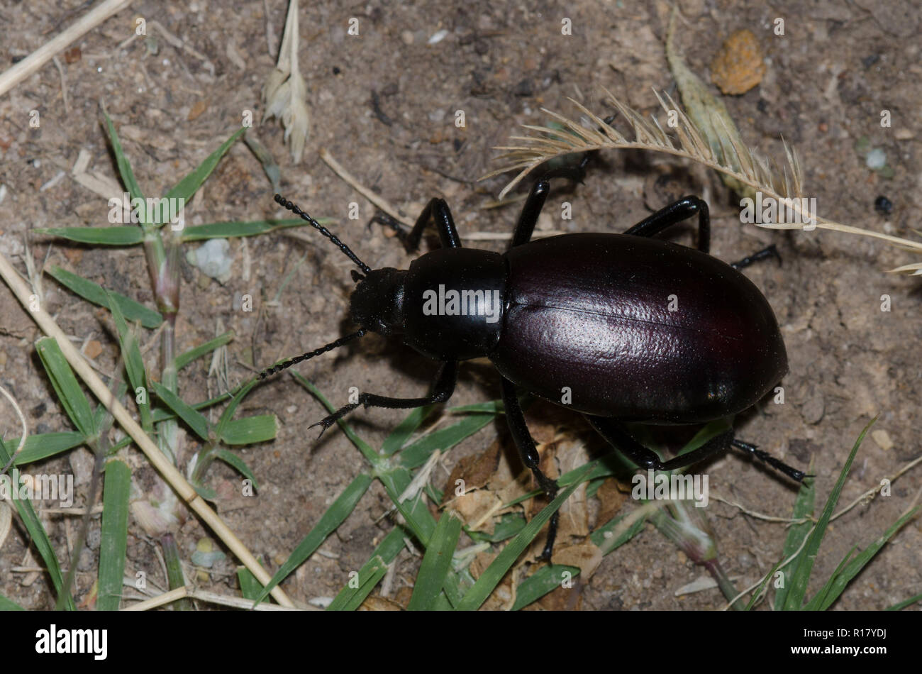 Desert stink beetle hi-res stock photography and images - Alamy