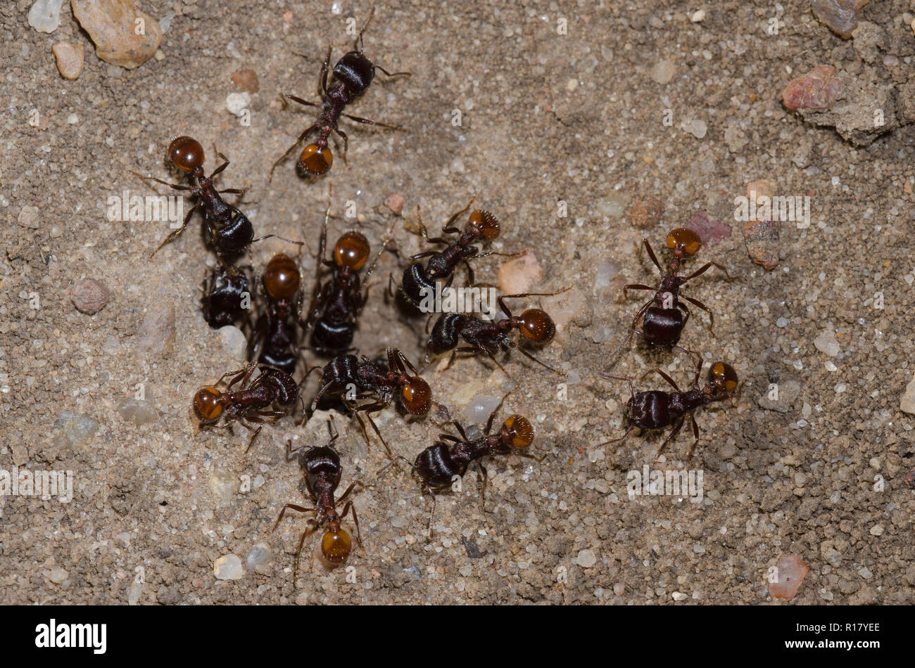 Rough Harvester Ants, Pogonomyrmex rugosus Stock Photo - Alamy