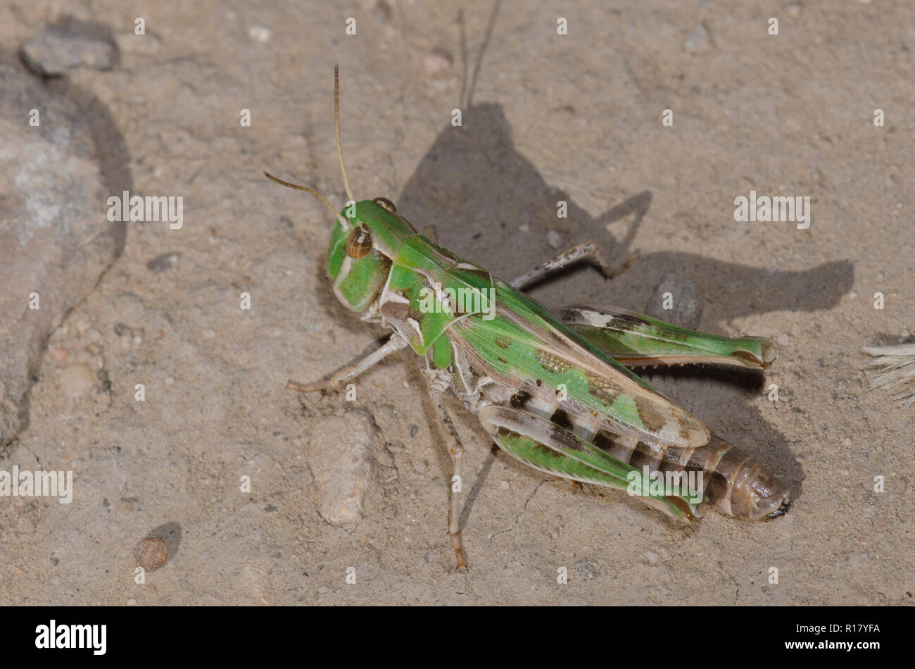 Four-spotted Grasshopper, Phlibostroma quadrimaculata, female Stock ...