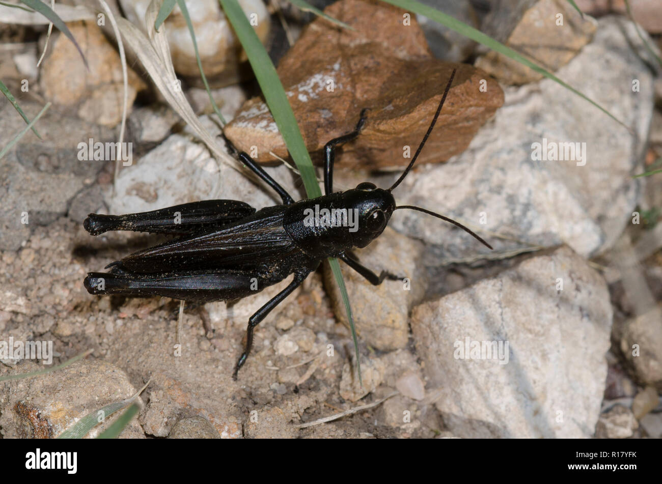 Ebony Grasshopper, Boopedon nubilum, male Stock Photo - Alamy