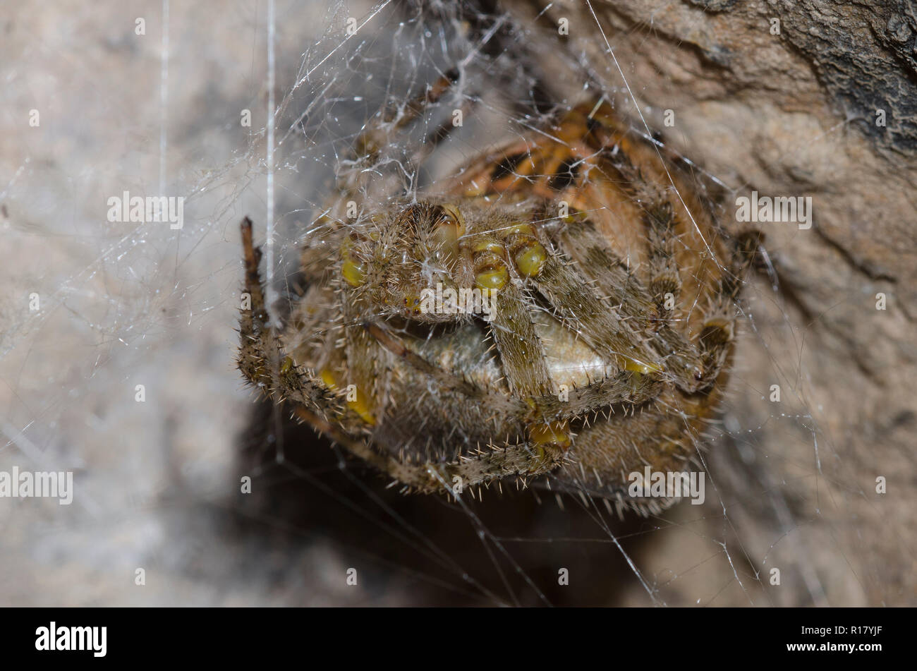 Orb Weaving Spider, Araneus illaudatus, gravid female up in retreat ...