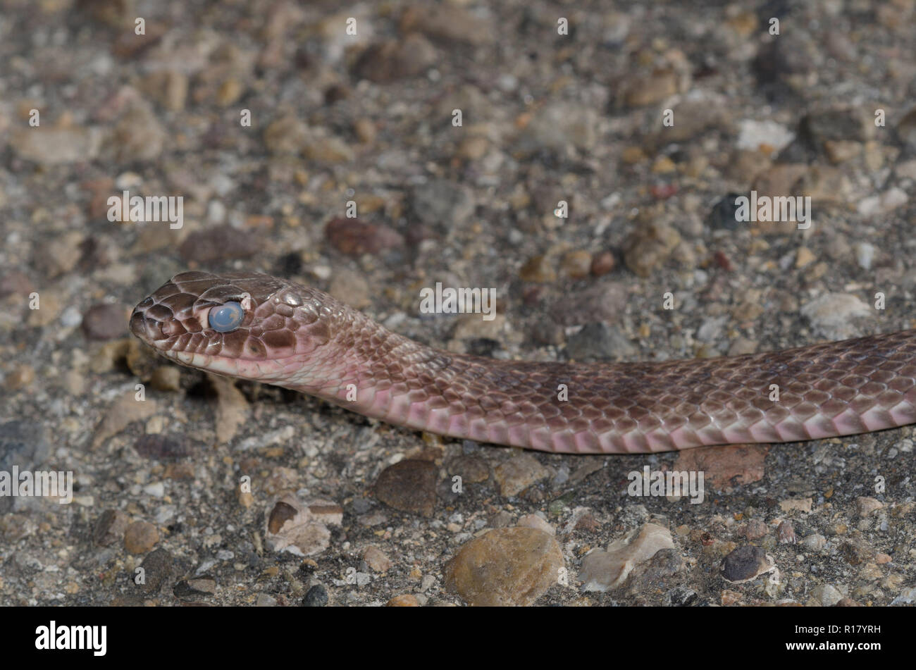 Coachwhip snake hi-res stock photography and images - Alamy