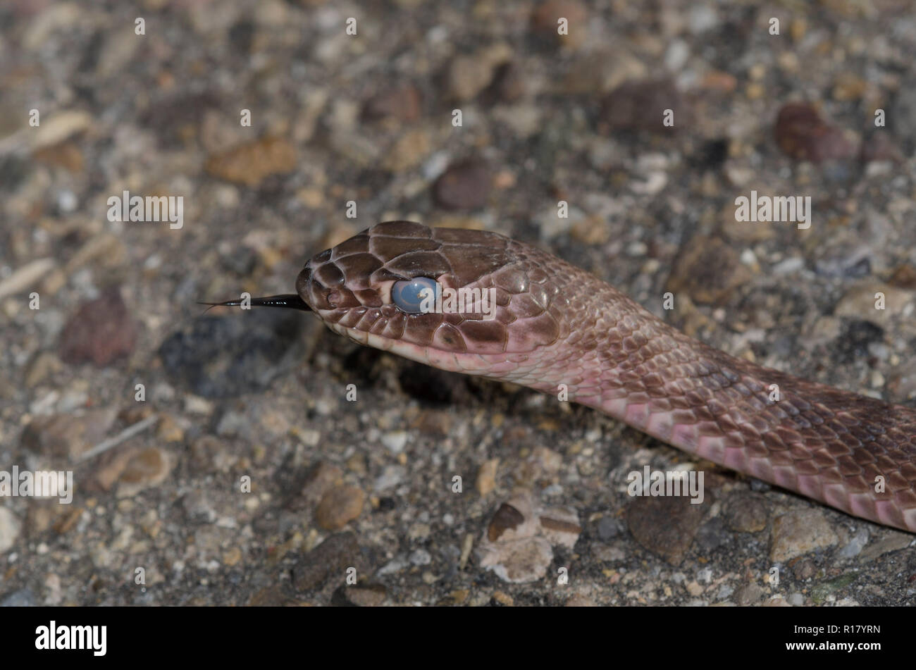 Western Coachwhip, Coluber flagellum, in pre-molt condition flicking ...