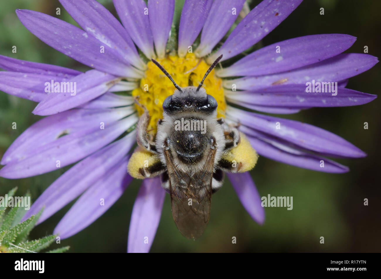 Machaeranthera sp hi-res stock photography and images - Alamy