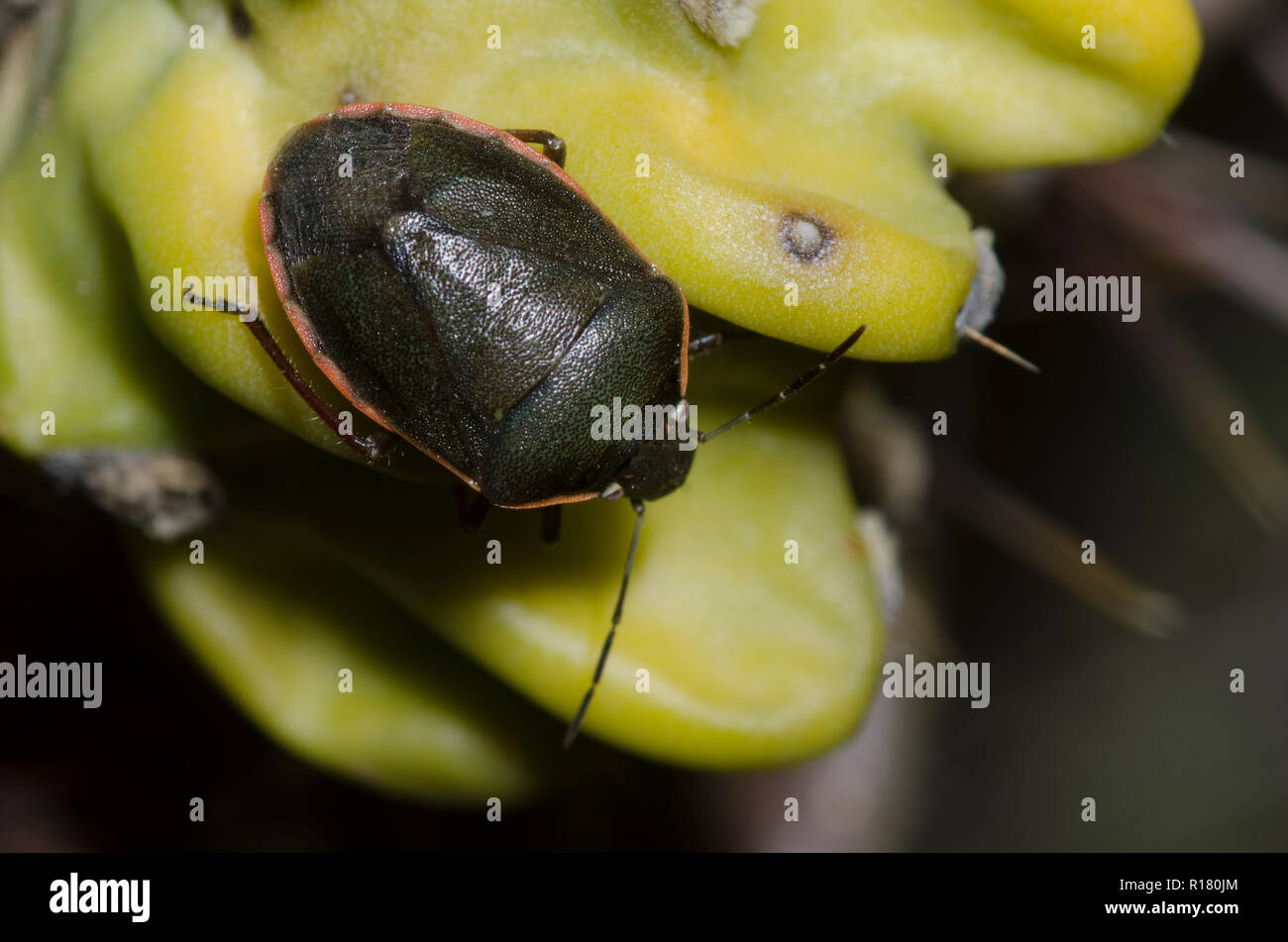 Conchuela Bug, Chlorochroa ligata, on cholla, Cylindropuntia imbricata ...