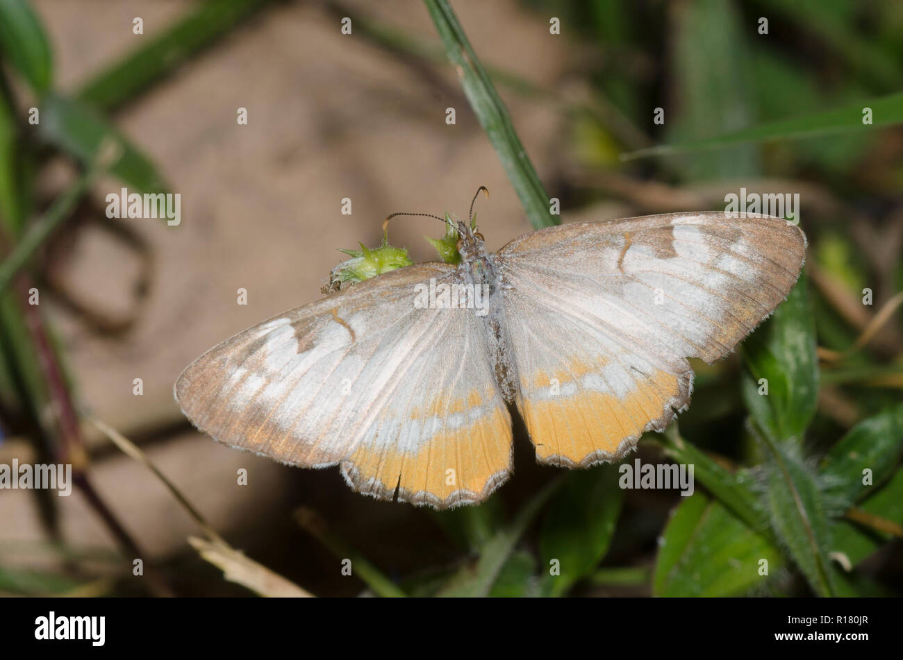 Common Mestra, Mestra amymone Stock Photo - Alamy