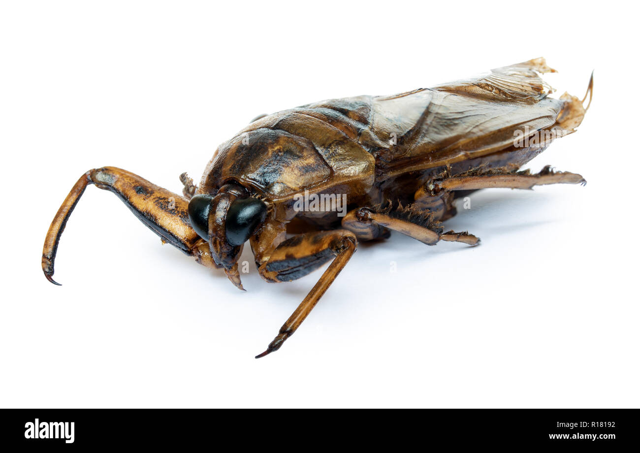 Roasted insects hi-res stock photography and images - Alamy