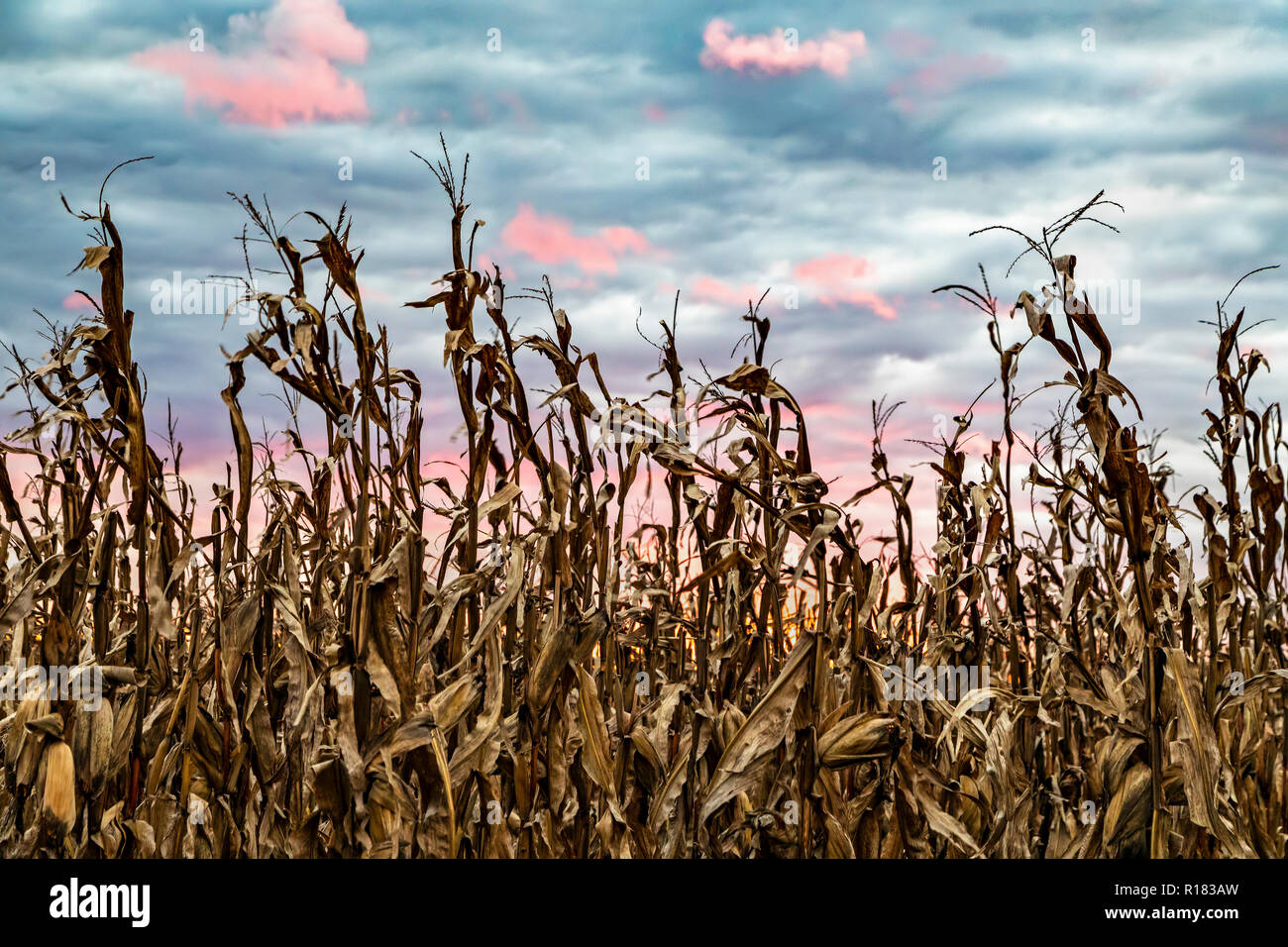 Midwest cornfield hi-res stock photography and images - Alamy