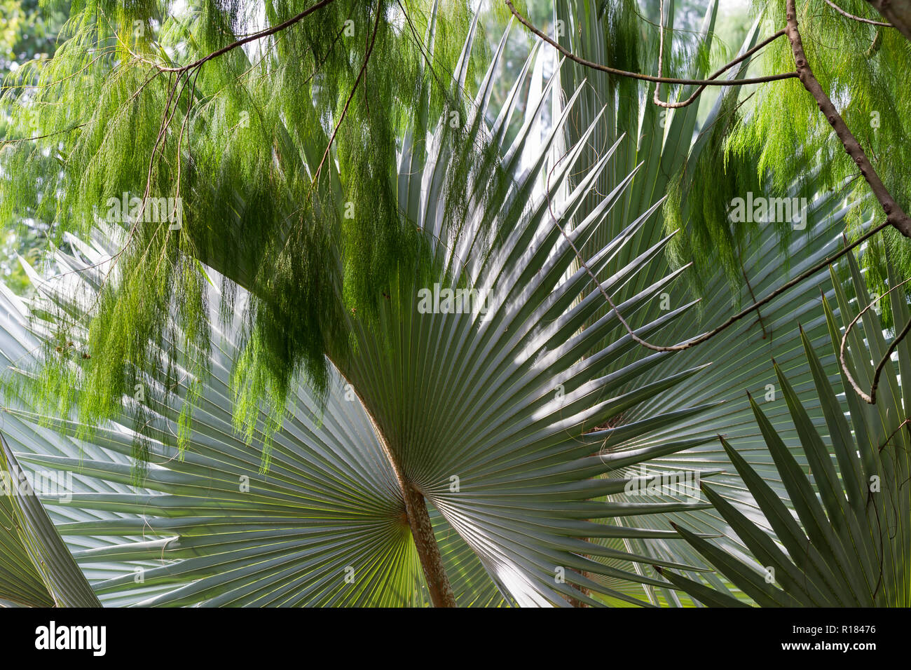 Large palm fan in the jungle with tree branches hanging down from above ...