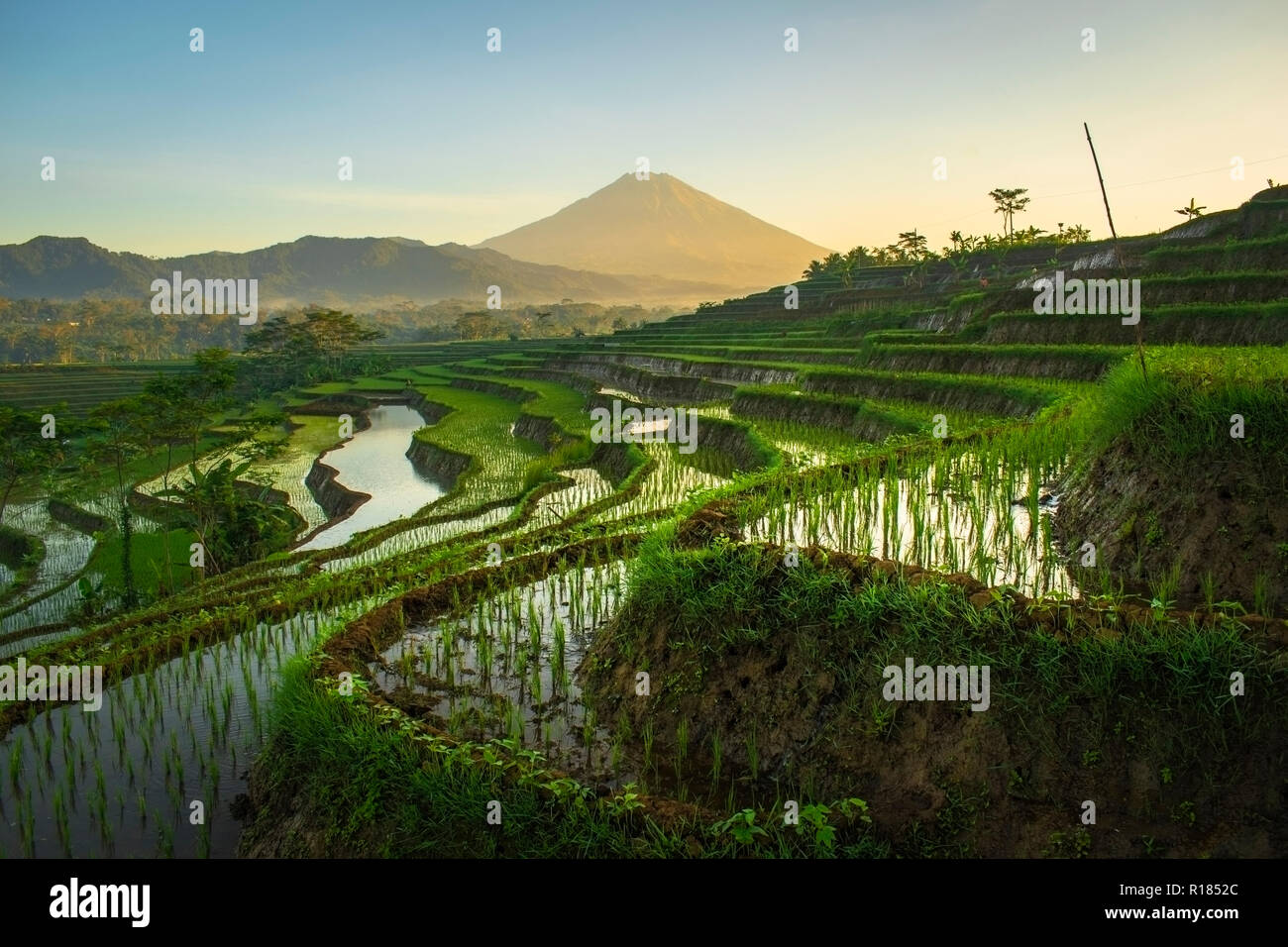 Kajoran rice terraces , Indonesia Stock Photo - Alamy