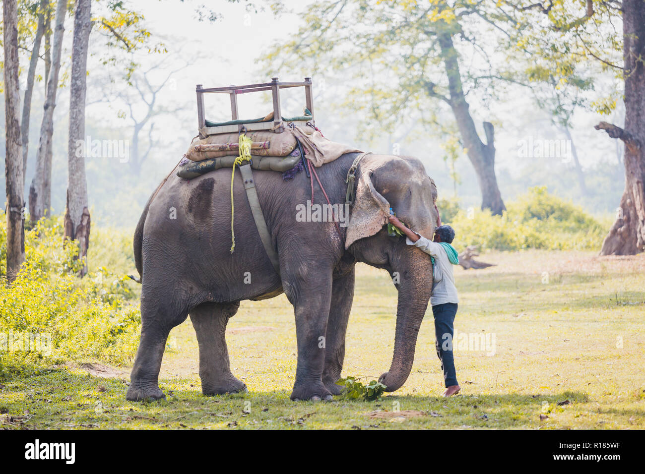 Chitwan ,Nepal - Oct 23,2018 : Elephant Keeper - Mahout With a big ...