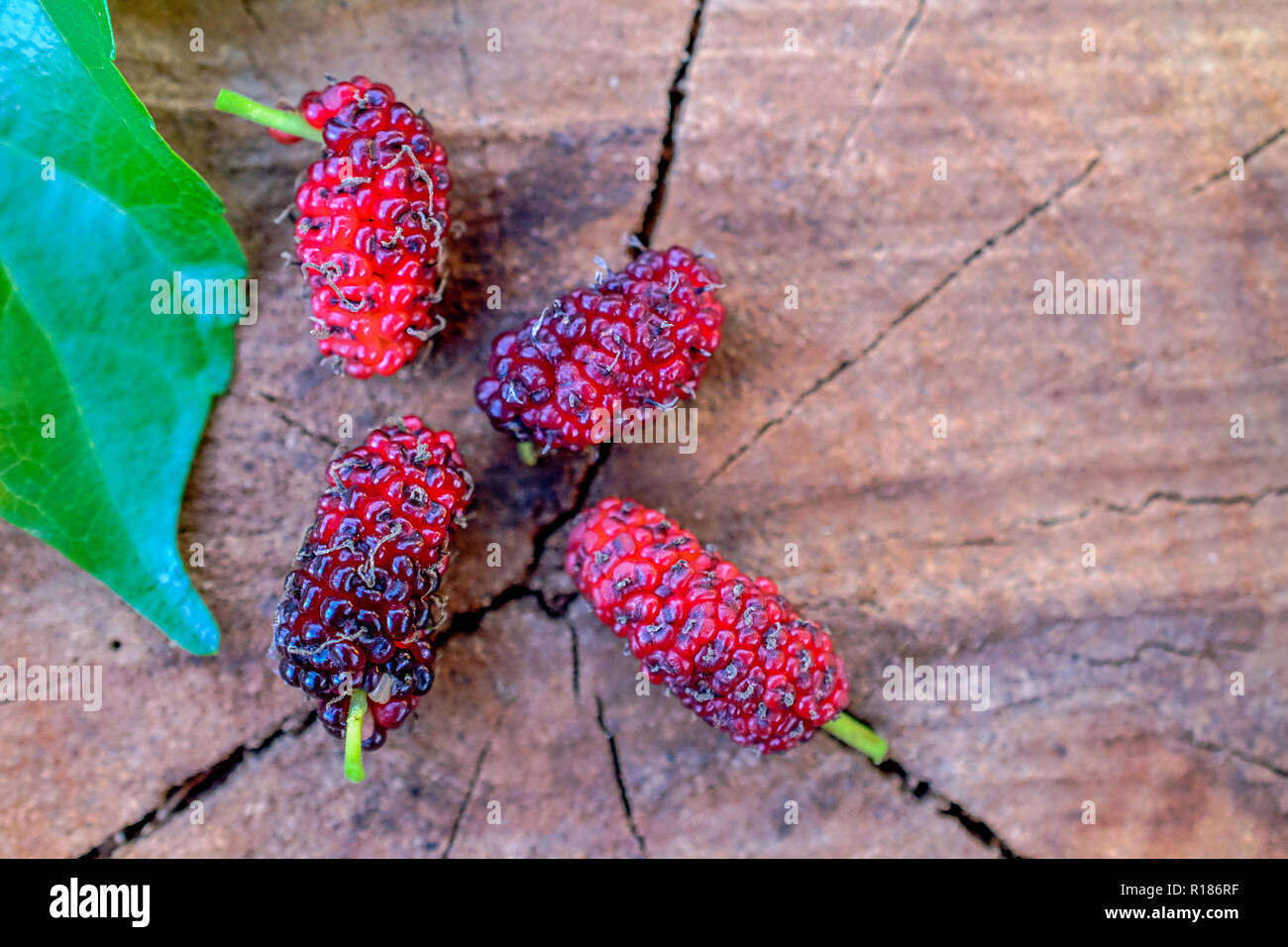 mulberry close up on isolated background Stock Photo - Alamy
