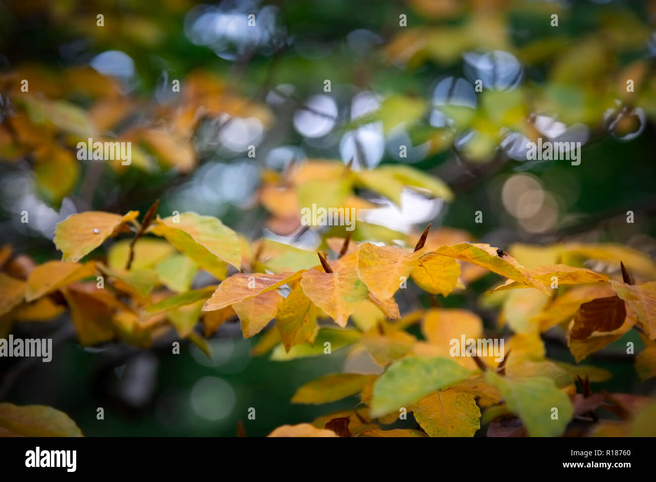 Beautiful beech tree hi-res stock photography and images - Alamy