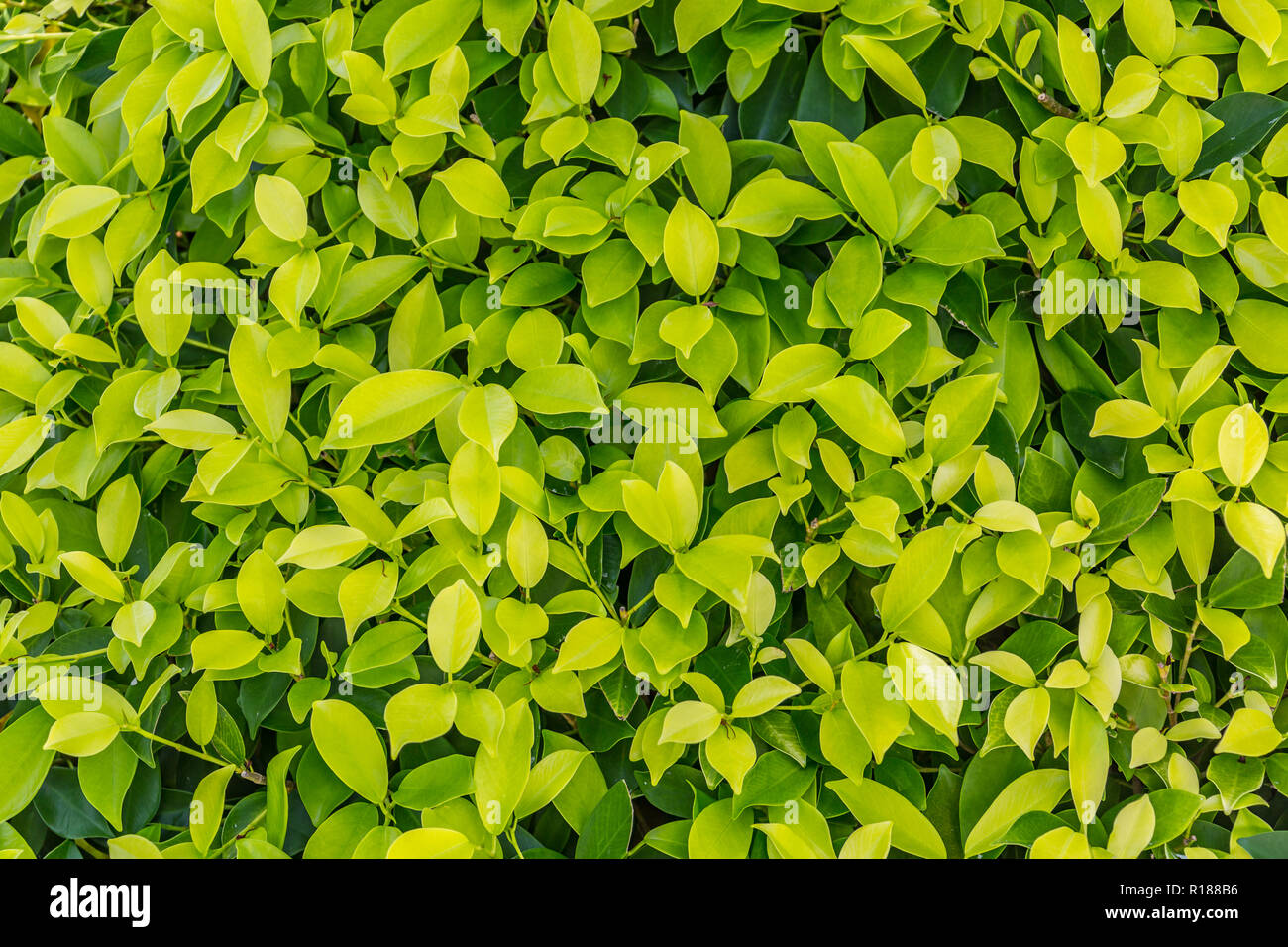 Fresh green leaves. Nature and ecology concept, perfect leaves Stock ...