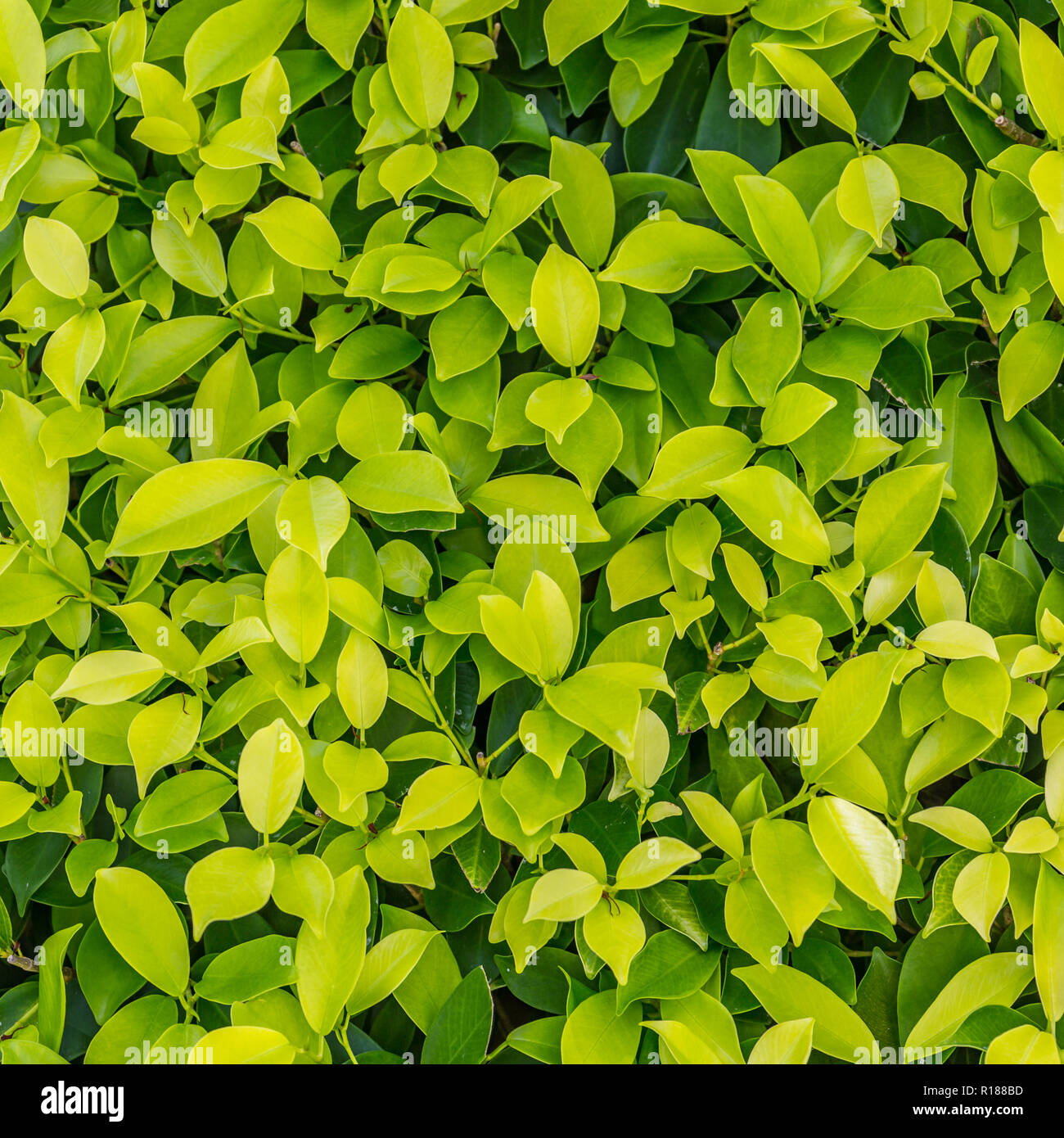 Perfect leaves hi-res stock photography and images - Alamy