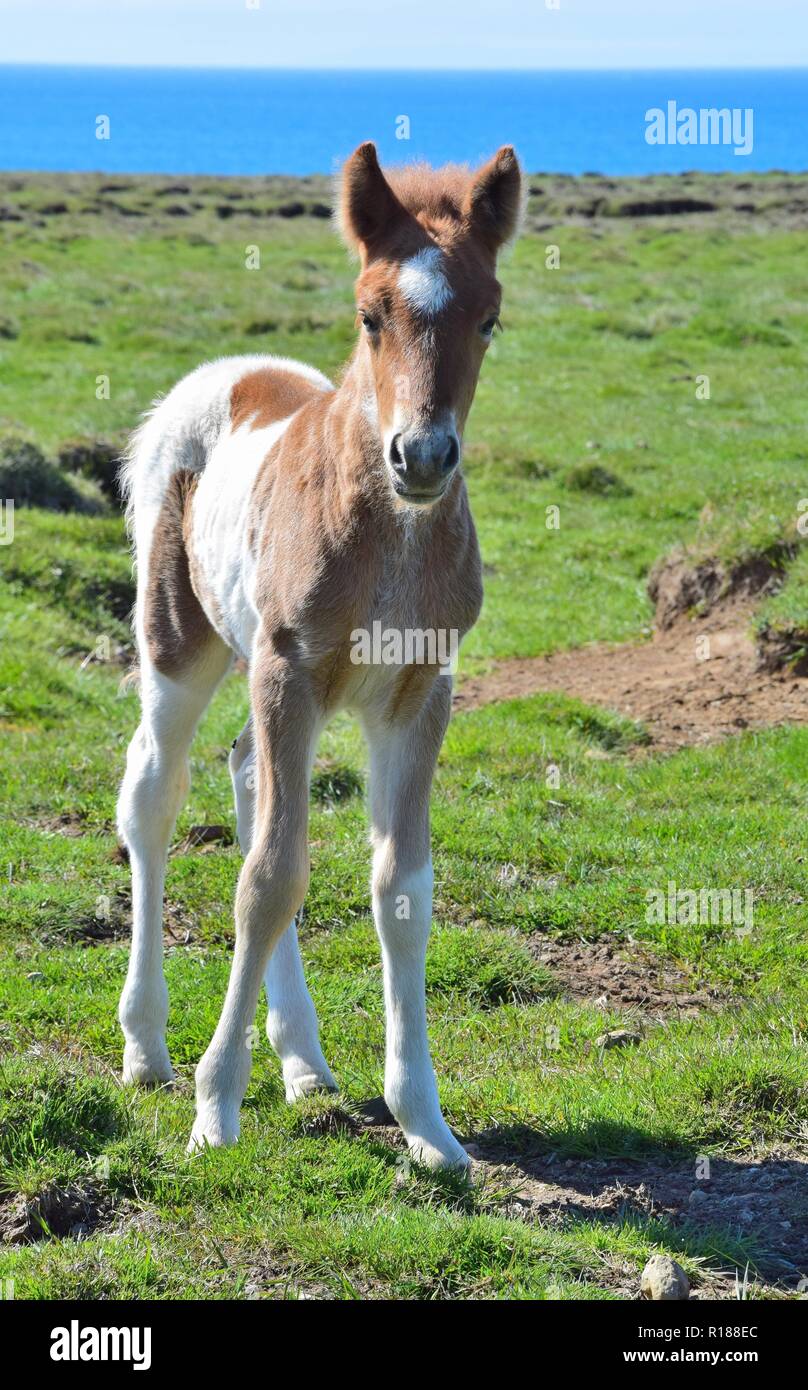 Baby Pinto Horses