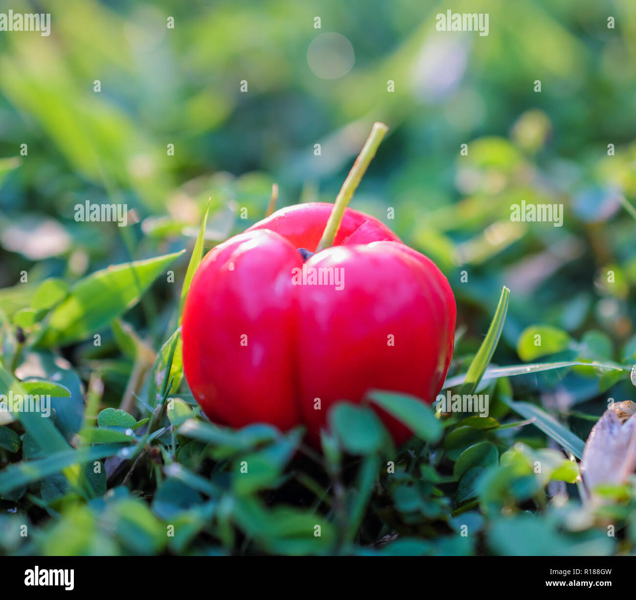 Acerola family hi-res stock photography and images - Alamy