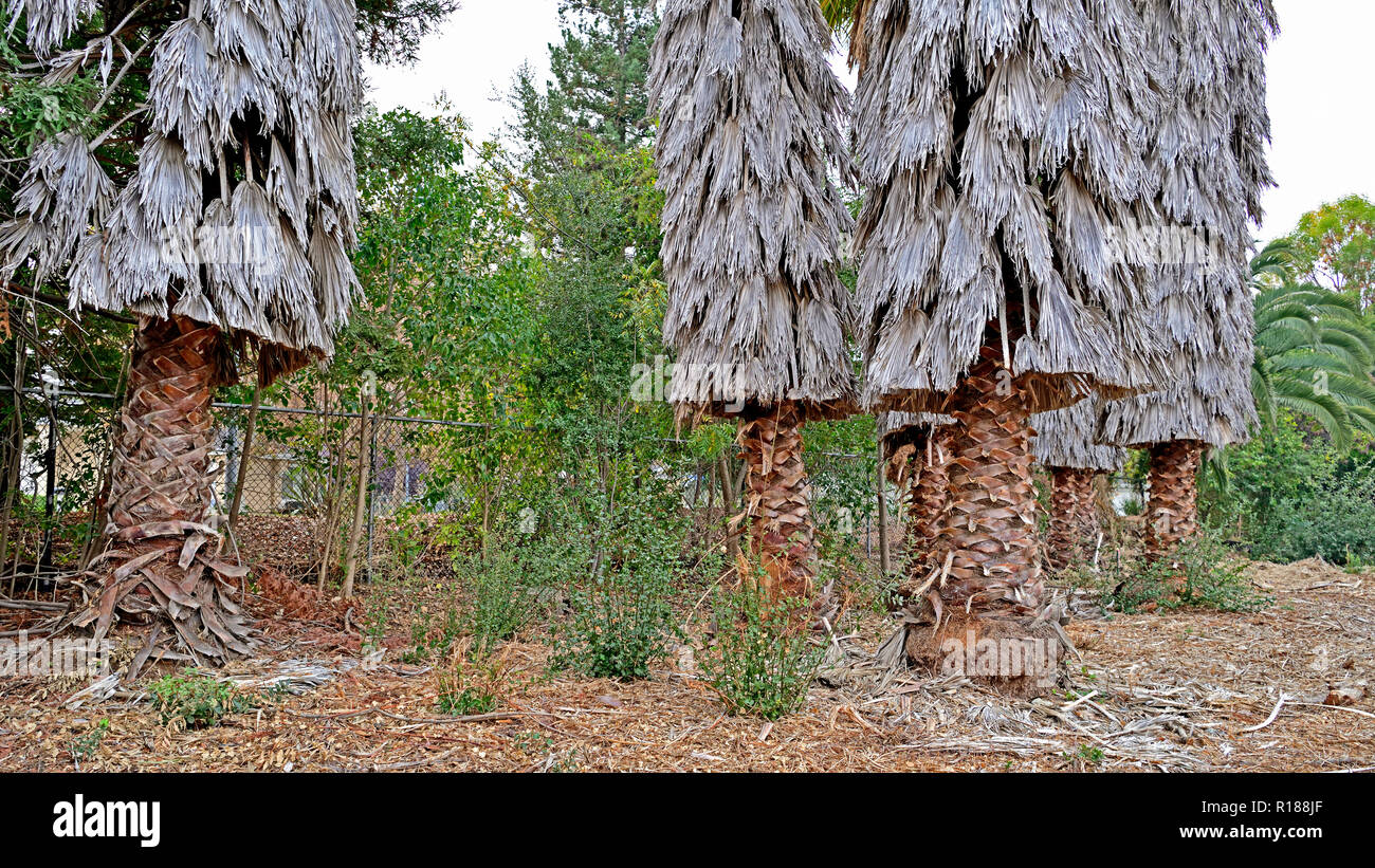 Shredded palm trees hi-res stock photography and images - Alamy