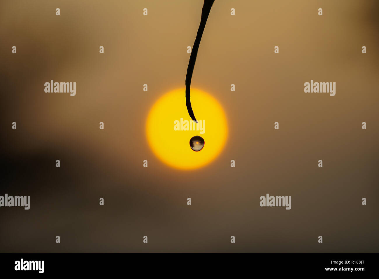 water drops on sunset background Stock Photo - Alamy