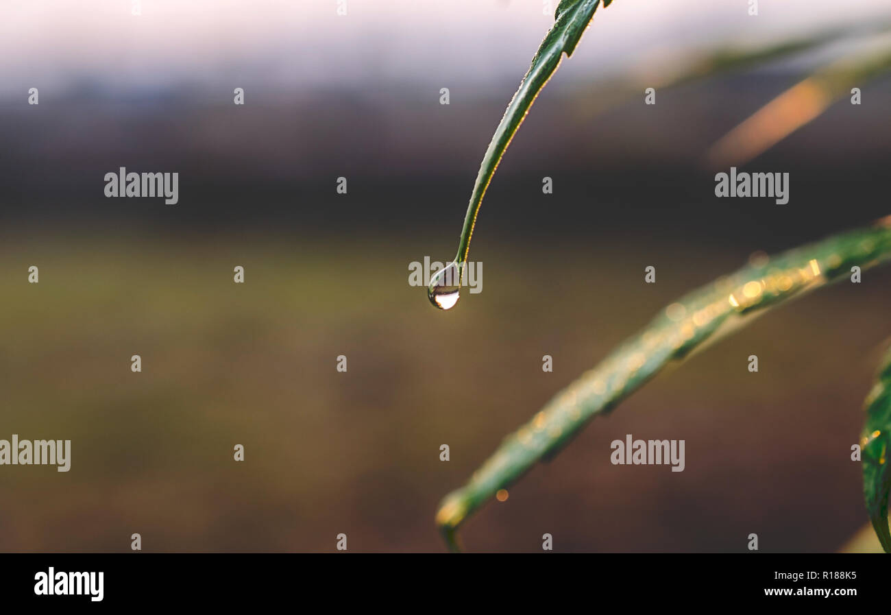 marijuana weed smoking on background Stock Photo - Alamy