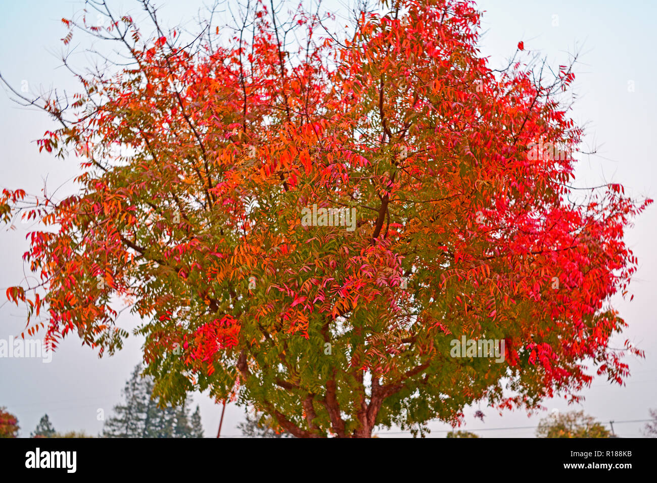 Colors of Fall Foliage Stock Photo - Alamy