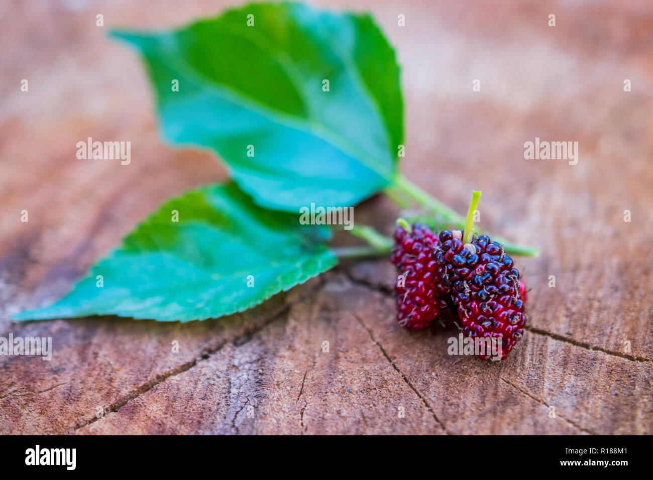 mulberry close up on isolated background Stock Photo - Alamy